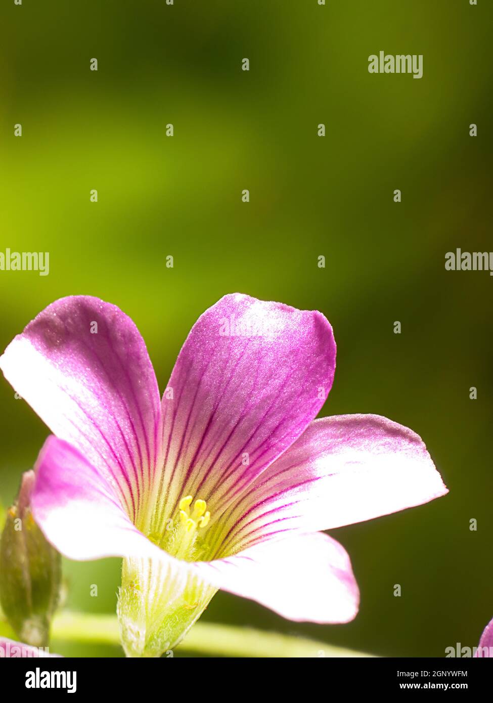 The closeup of oxalis corniculata flowers with nice background color ...