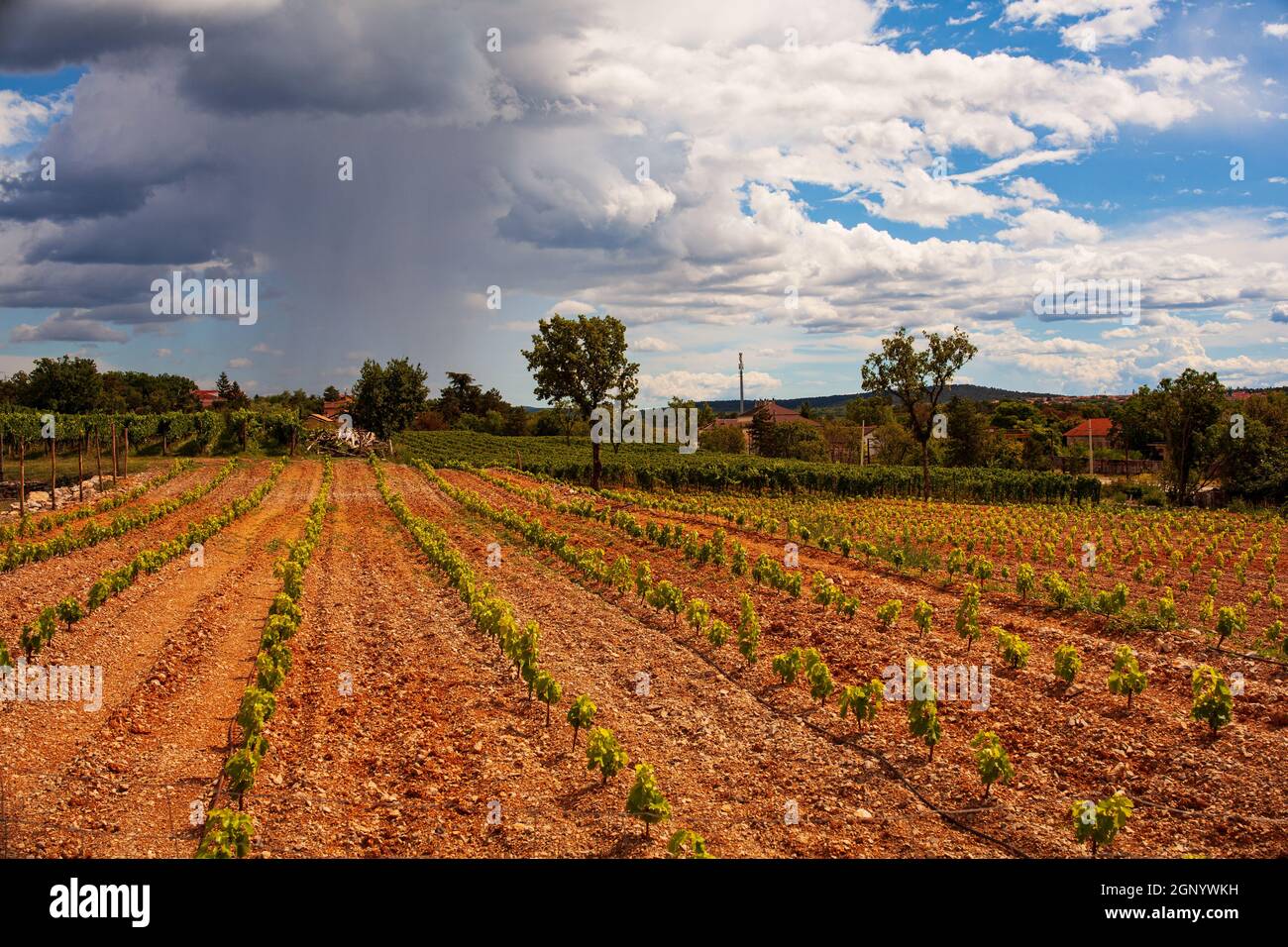 View of italian vineyard in the Trieste Karst at the summer season ...