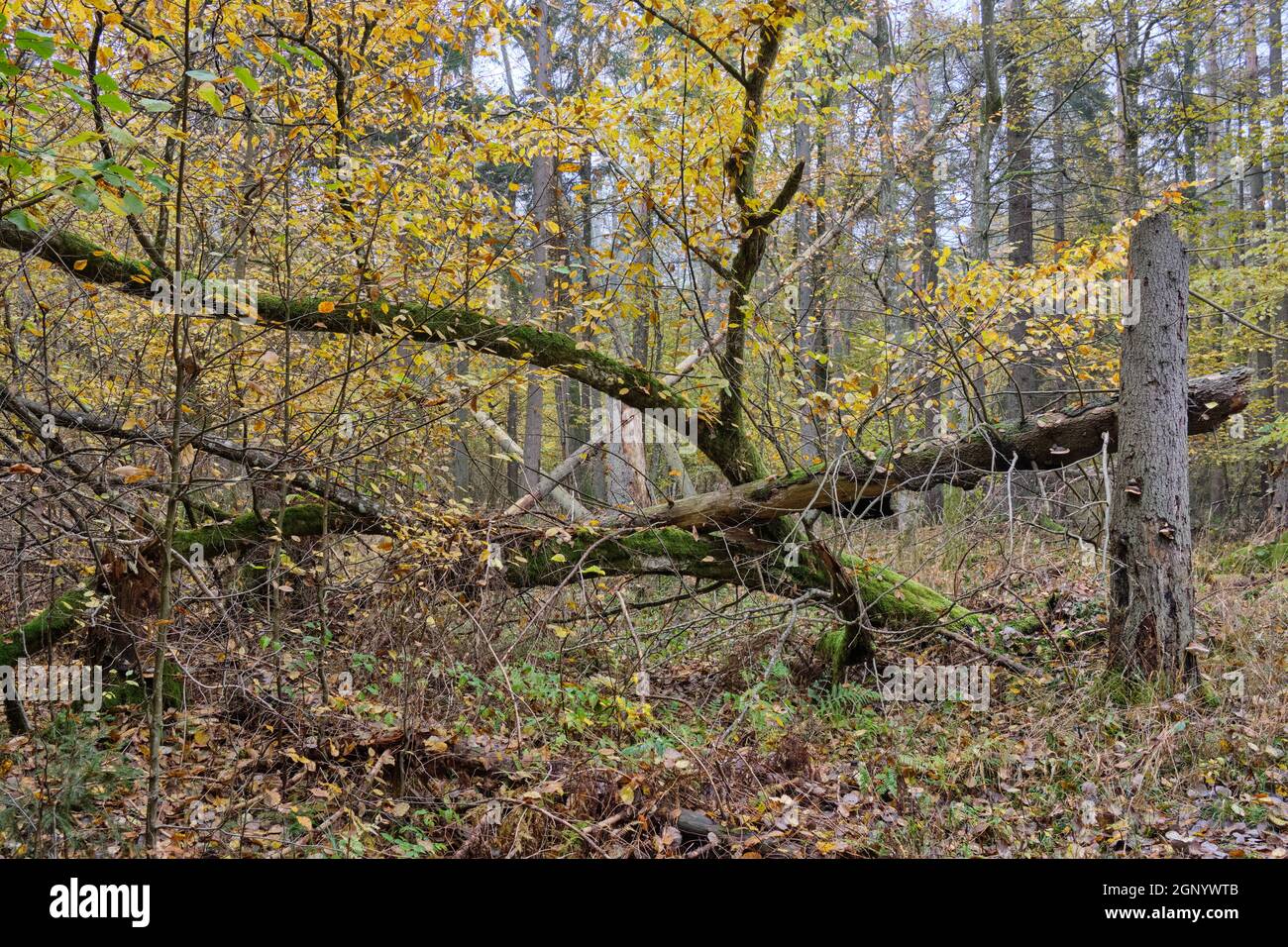 Cloudy midday hi-res stock photography and images - Alamy