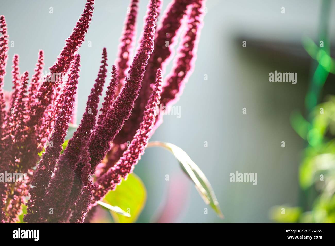 Indian red amaranth plant growing in summer garden. Leaf vegetable ...