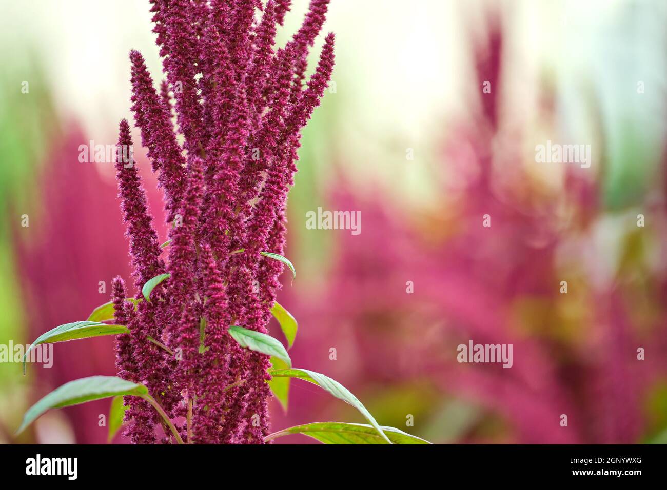 Indian red amaranth plant growing in summer garden. Leaf vegetable ...