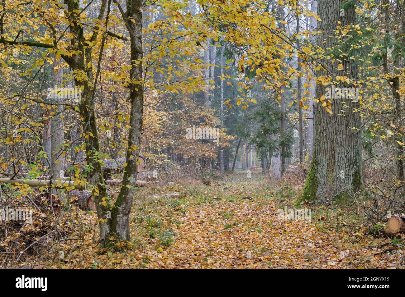 Misty deciduous forest with old oaks in autumn cloudy midday ...