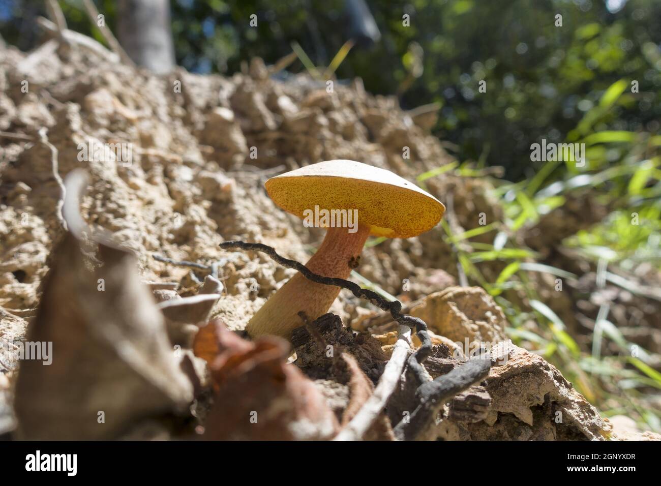 Interesting fungi in Queensland Stock Photo - Alamy
