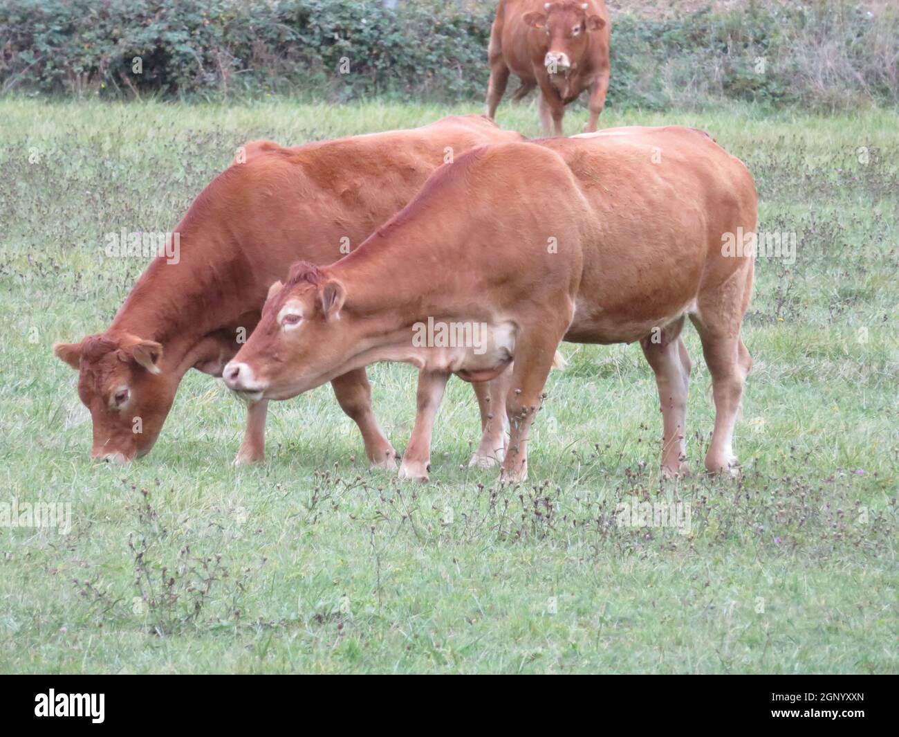 Beautiful picture of cow of great beauty and size Stock Photo - Alamy