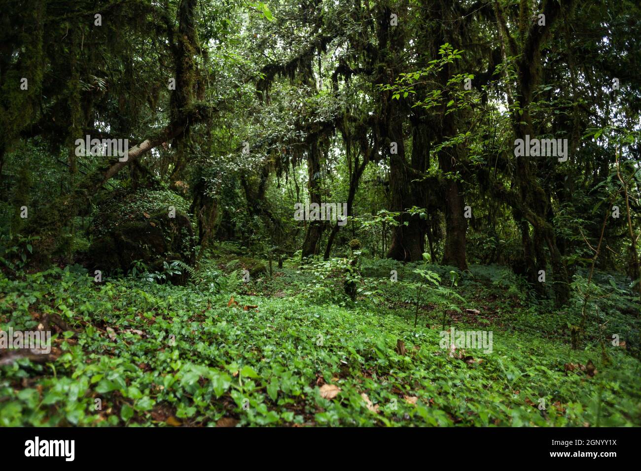 Vegetation along the hiking trail on the way to Machapuchare, Nepal ...