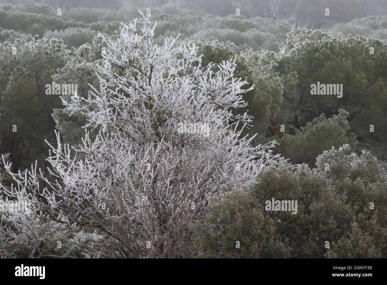beautiful storm of cold and snow frost ice under zero ice Stock Photo ...