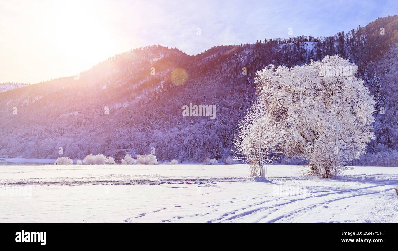 Idyllic winter landscape: snowy trees and fields, mountain range in ...