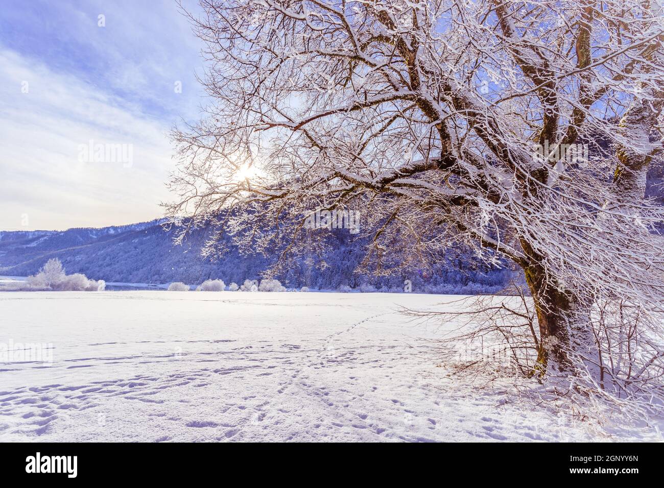 Idyllic winter landscape: snowy trees and fields, mountain range in ...