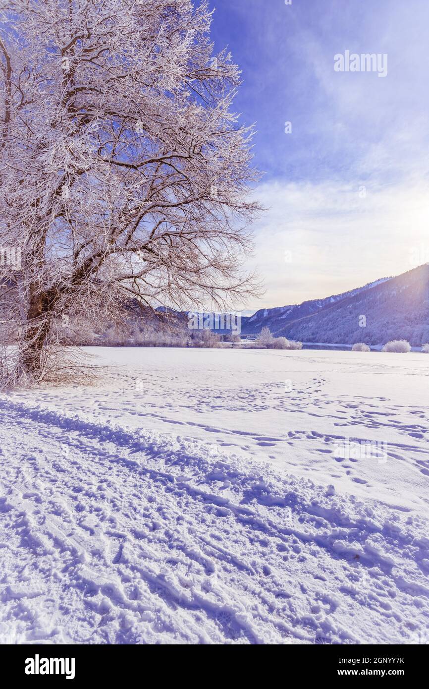 Idyllic winter landscape: snowy trees and fields, mountain range in ...