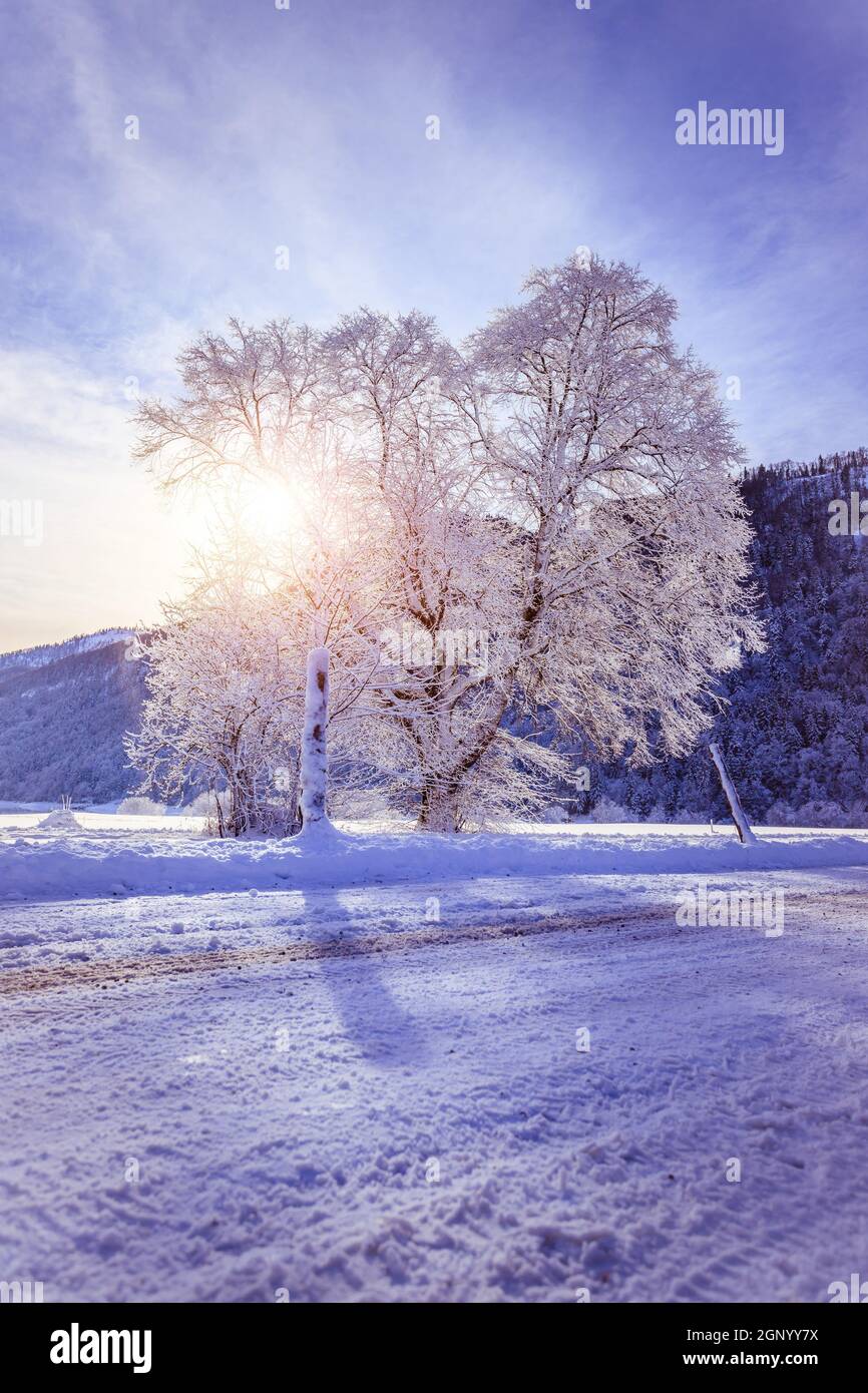 Idyllic winter landscape: snowy trees and fields, mountain range in ...