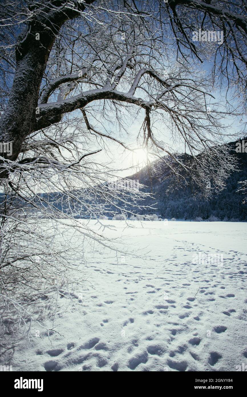 Idyllic winter landscape: snowy trees and fields, mountain range in ...