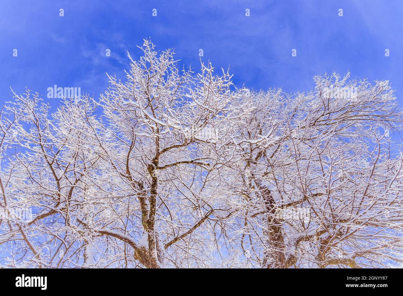 Idyllic winter landscape: snowy trees and fields, mountain range in ...