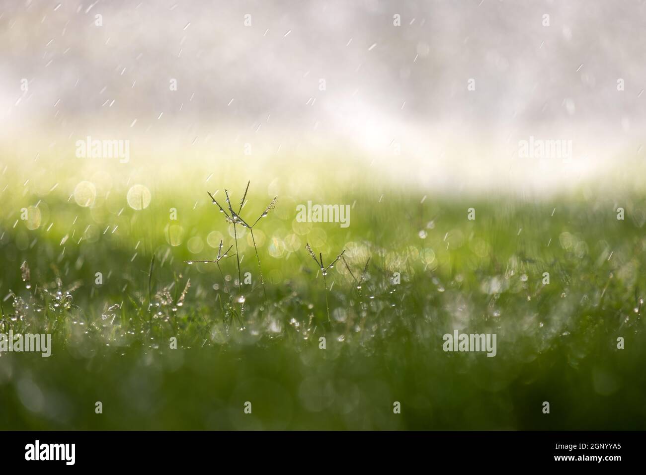 Closeup of rain droplets falling down on green grass in summer Stock ...