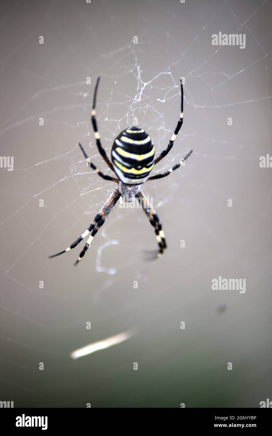 Argiope fasciata hi-res stock photography and images - Alamy