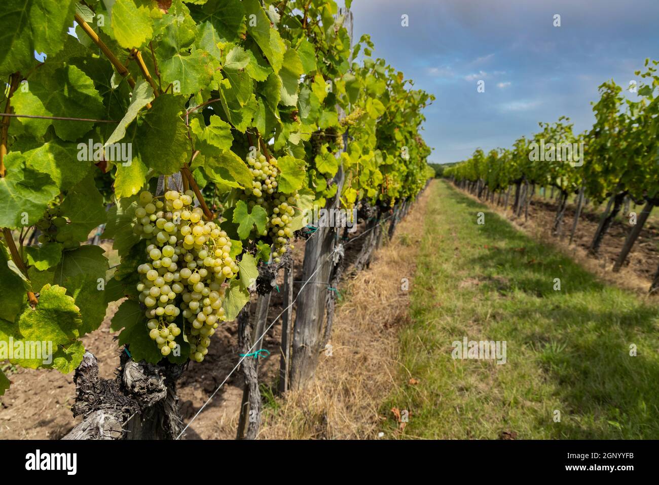 Grapes yellow muscat in Tokaj region, Unesco site, Hungary Stock Photo ...