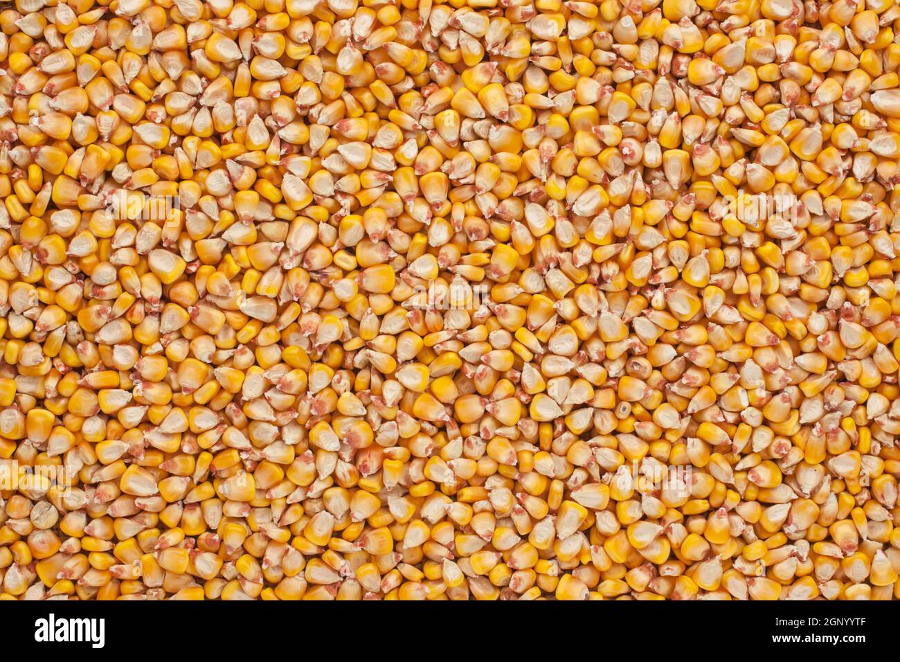 Dried corn can be used as background Stock Photo - Alamy