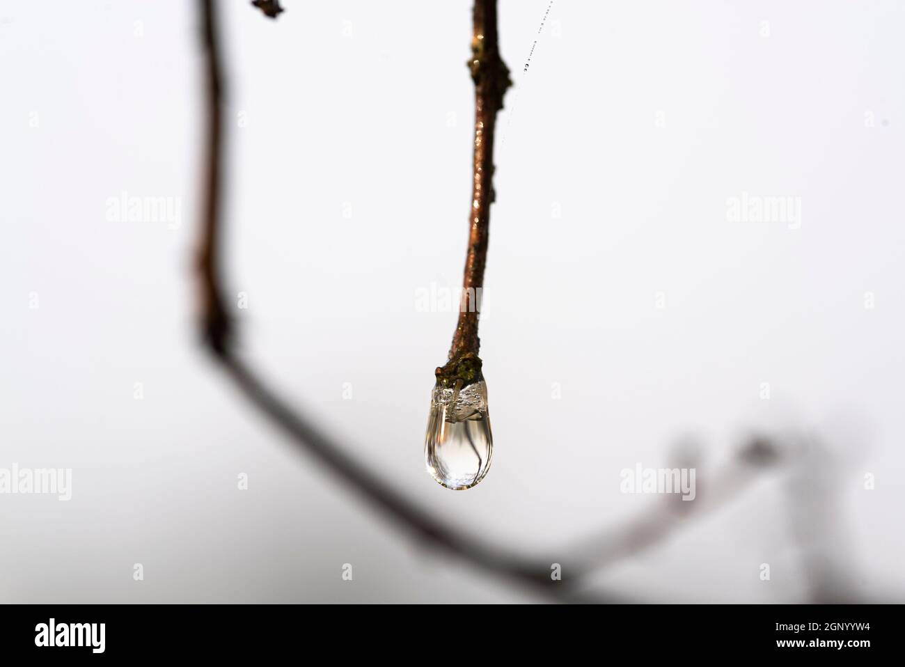 Macro detail of dew drop in nature at the morning Stock Photo - Alamy
