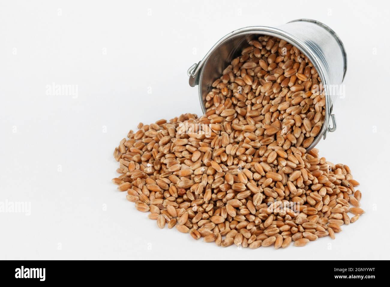 Wheat grains spilling out of bucket, on a white background Stock Photo ...