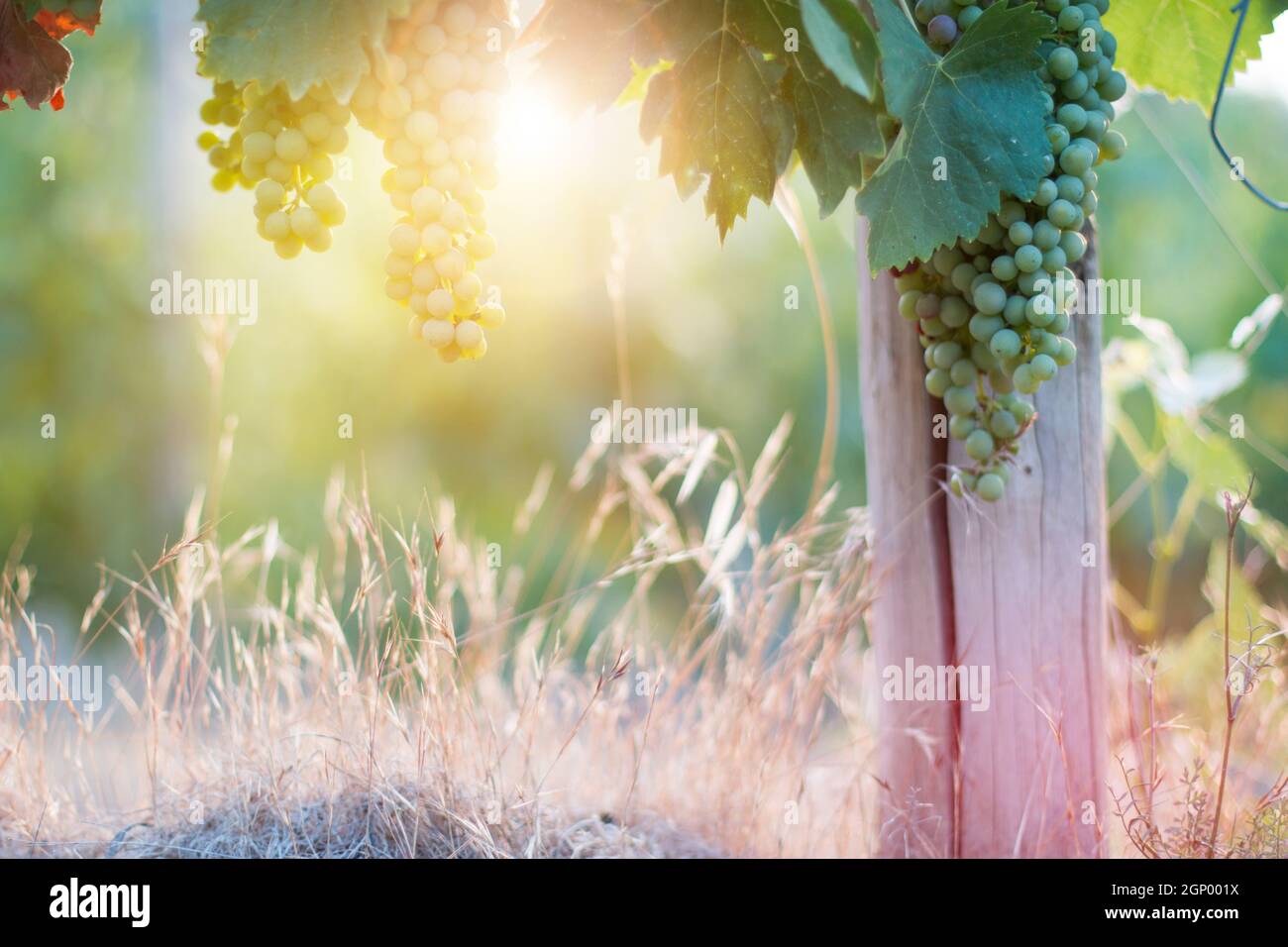 Green vine grapes on a farm, evening sun, Tuscany Stock Photo - Alamy