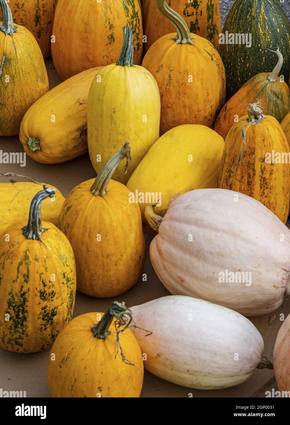 Multi-colored pumpkins are on the counter and ready to be sold on the ...