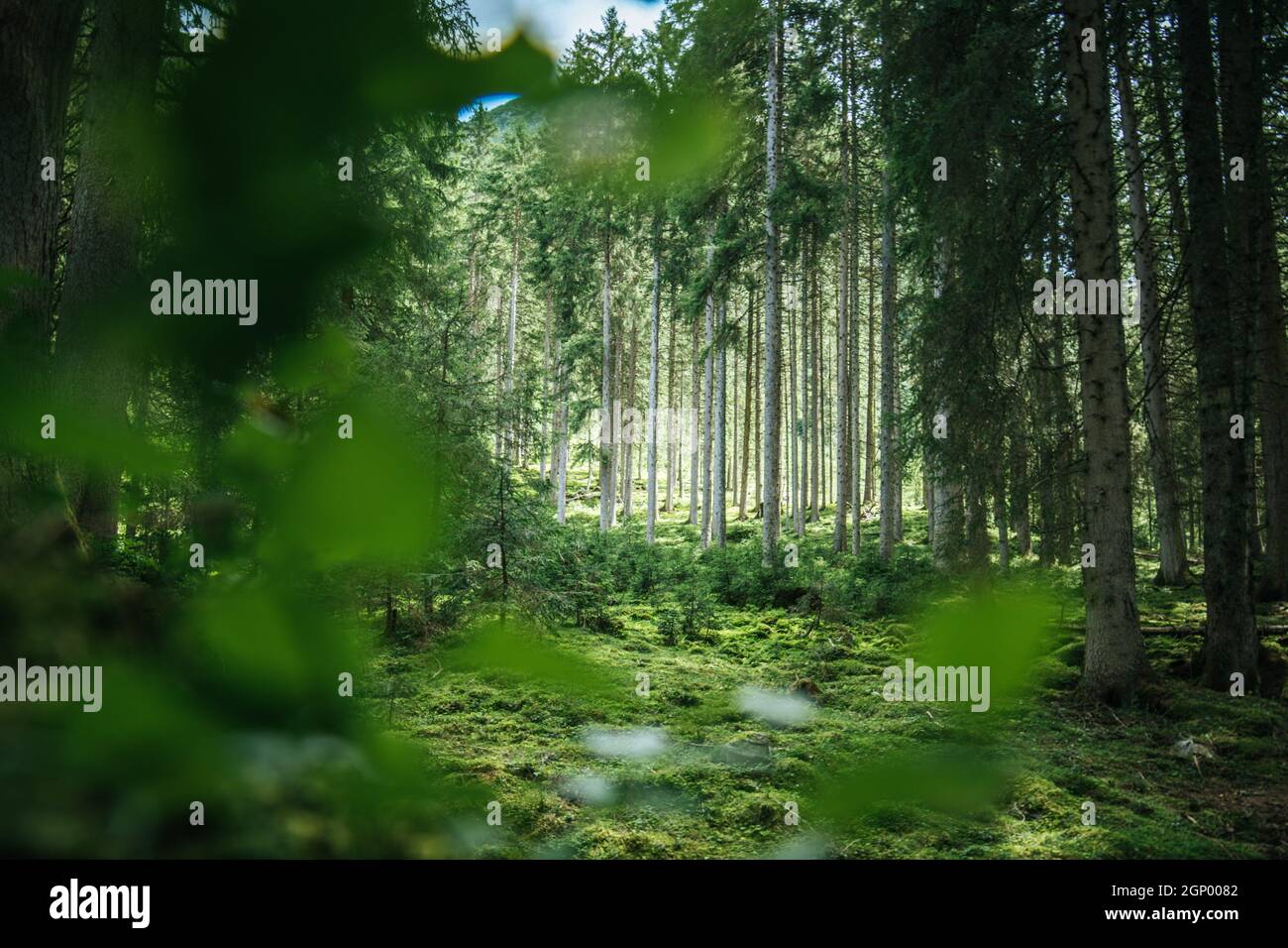 Impressive spruce trees in the forest, spirituality and wood therapy ...