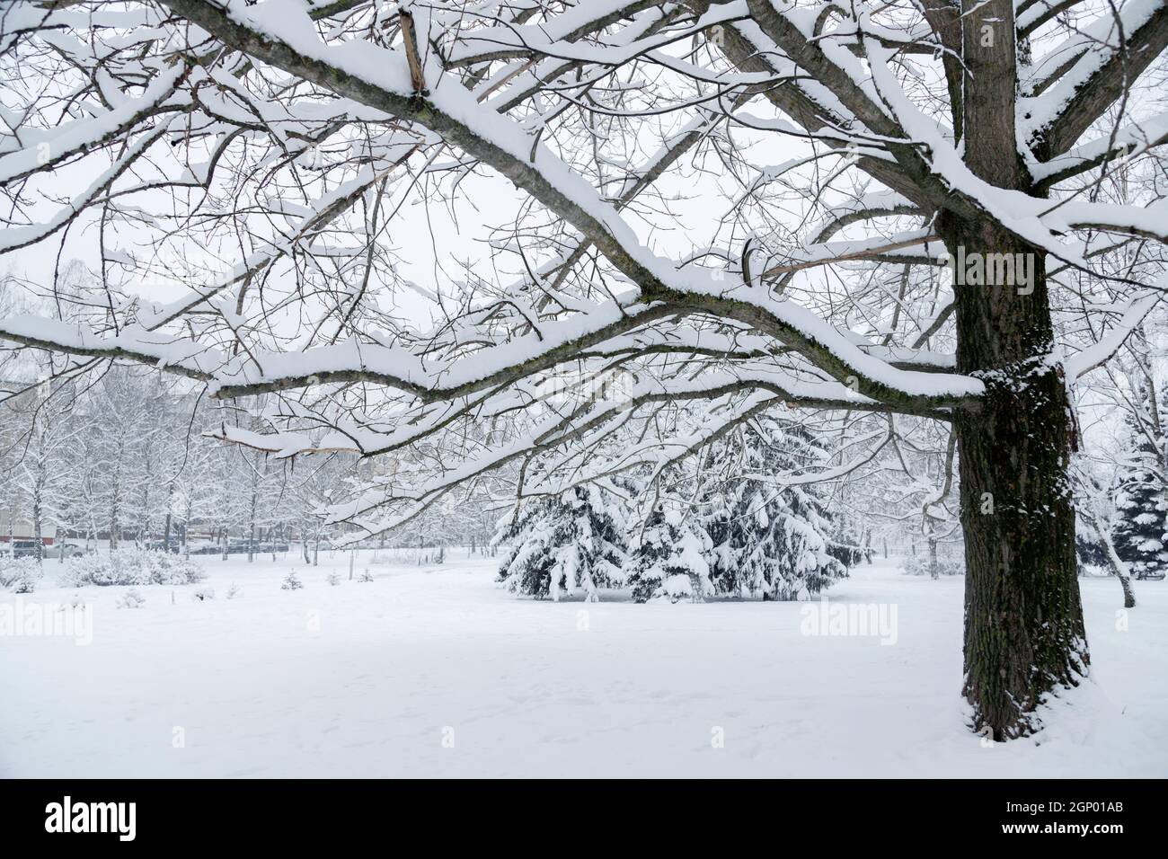 Winter in city park, snowed trees Stock Photo - Alamy