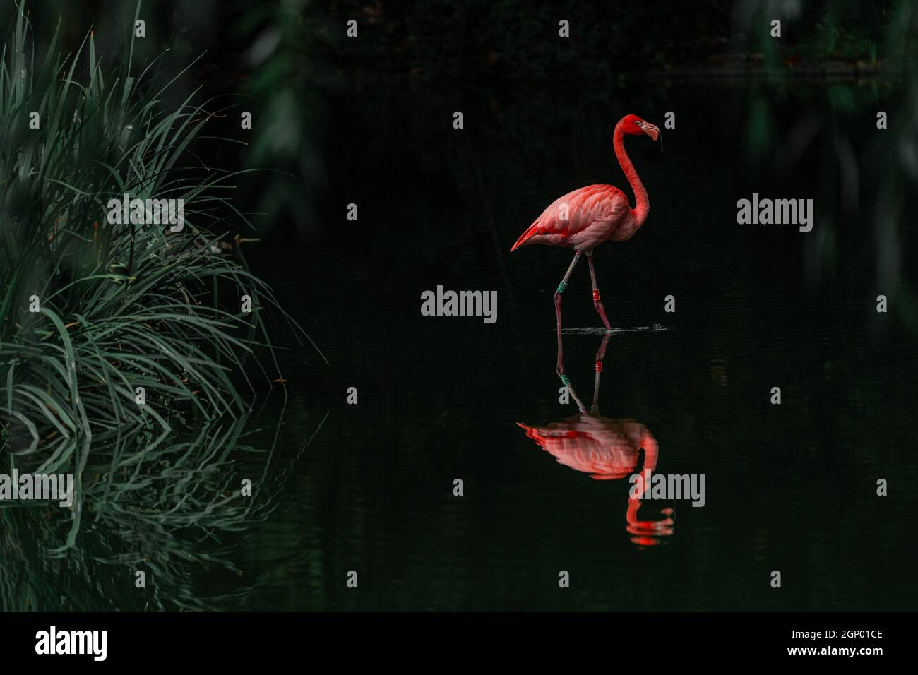 Flamingo with reflection on dark water with grass by side. Picture ...
