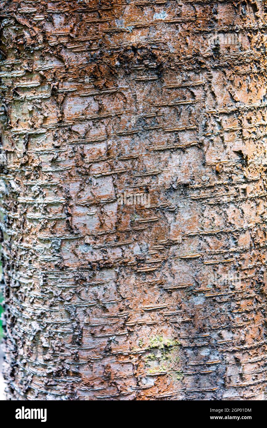 Natural texture of old cherry tree bark. Cherry tree trunk close-up. Tree bark texture Stock ...
