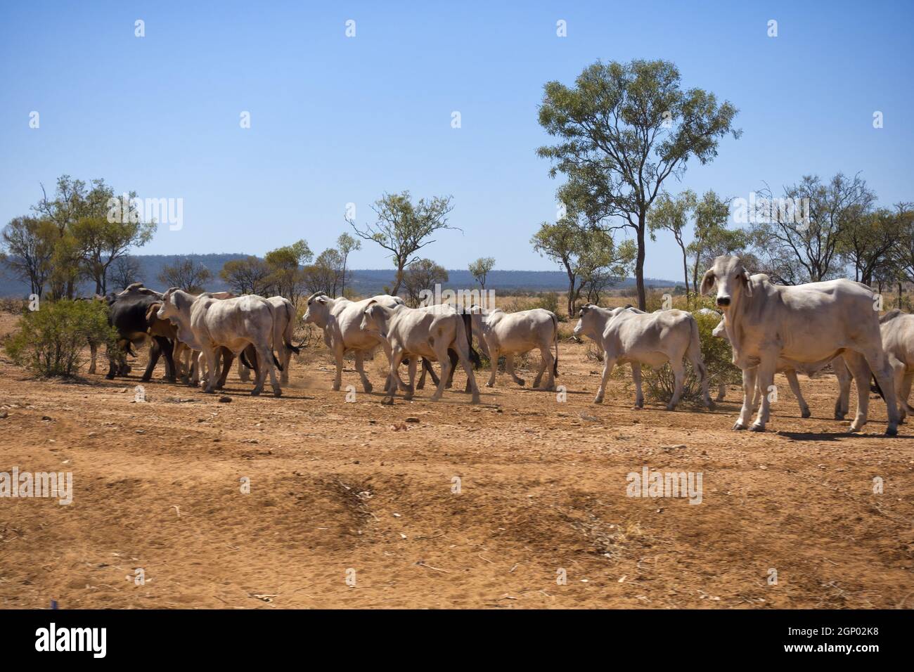 Droughtmaster cattle in outback Queensland Stock Photo - Alamy