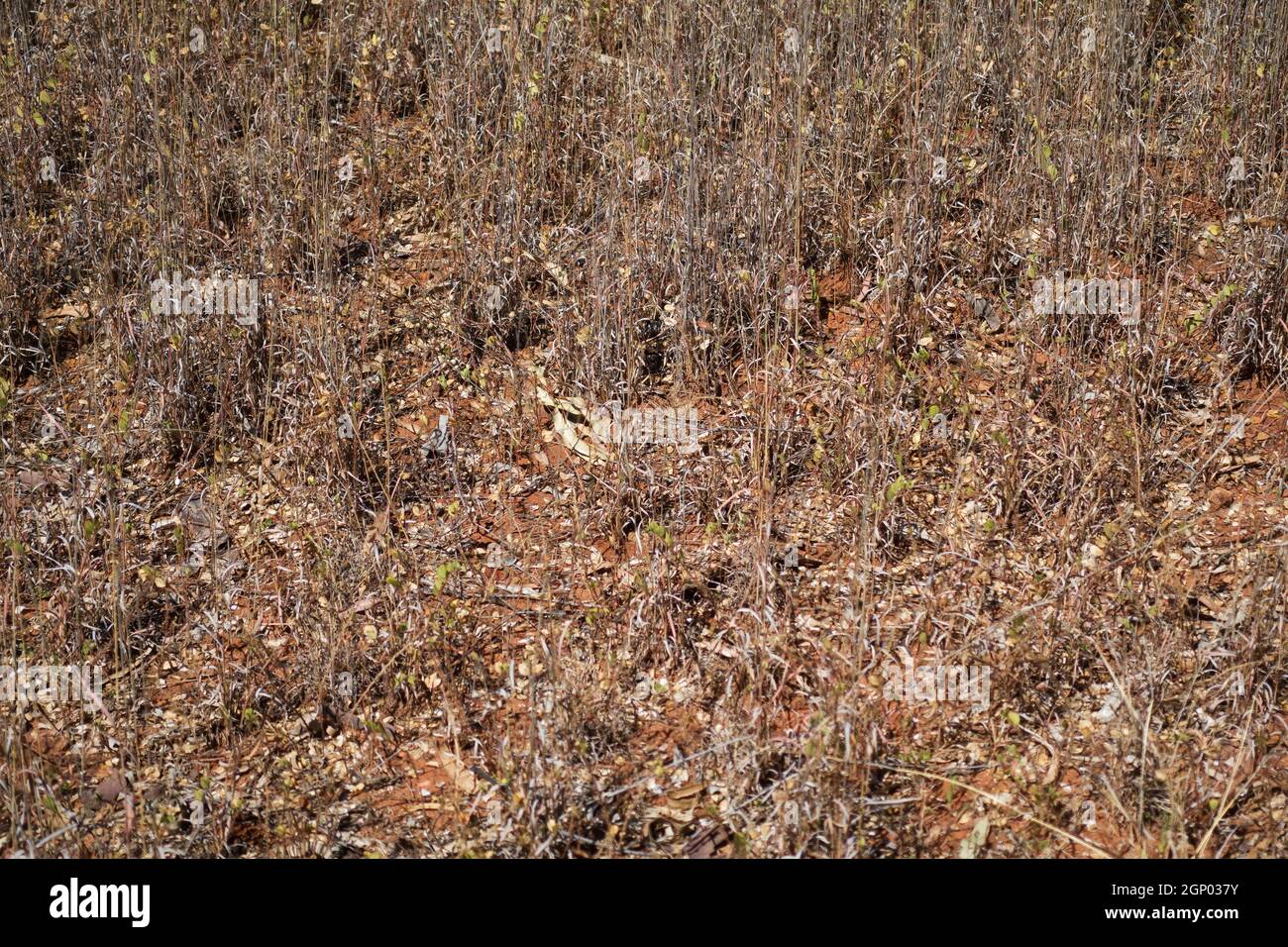Dry grass in outback Queensland Stock Photo - Alamy