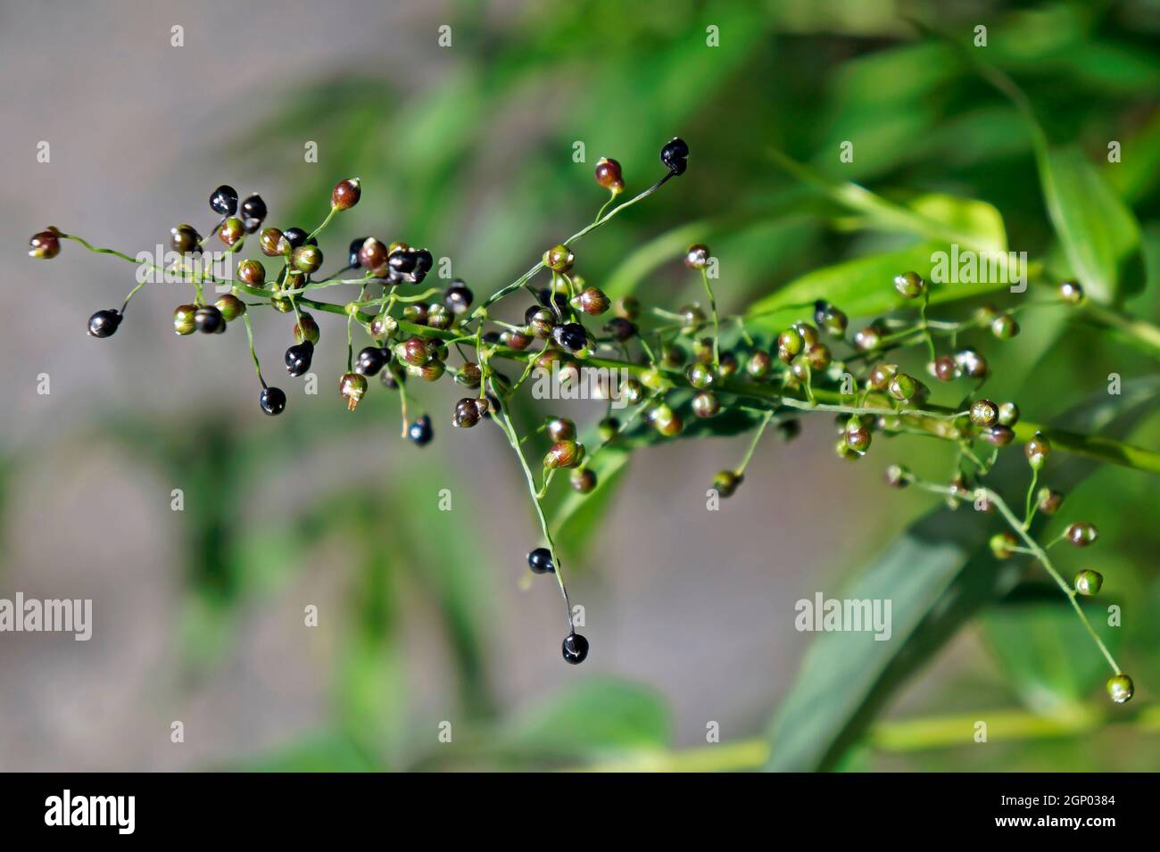 Bamboo fruits and seeds Stock Photo - Alamy