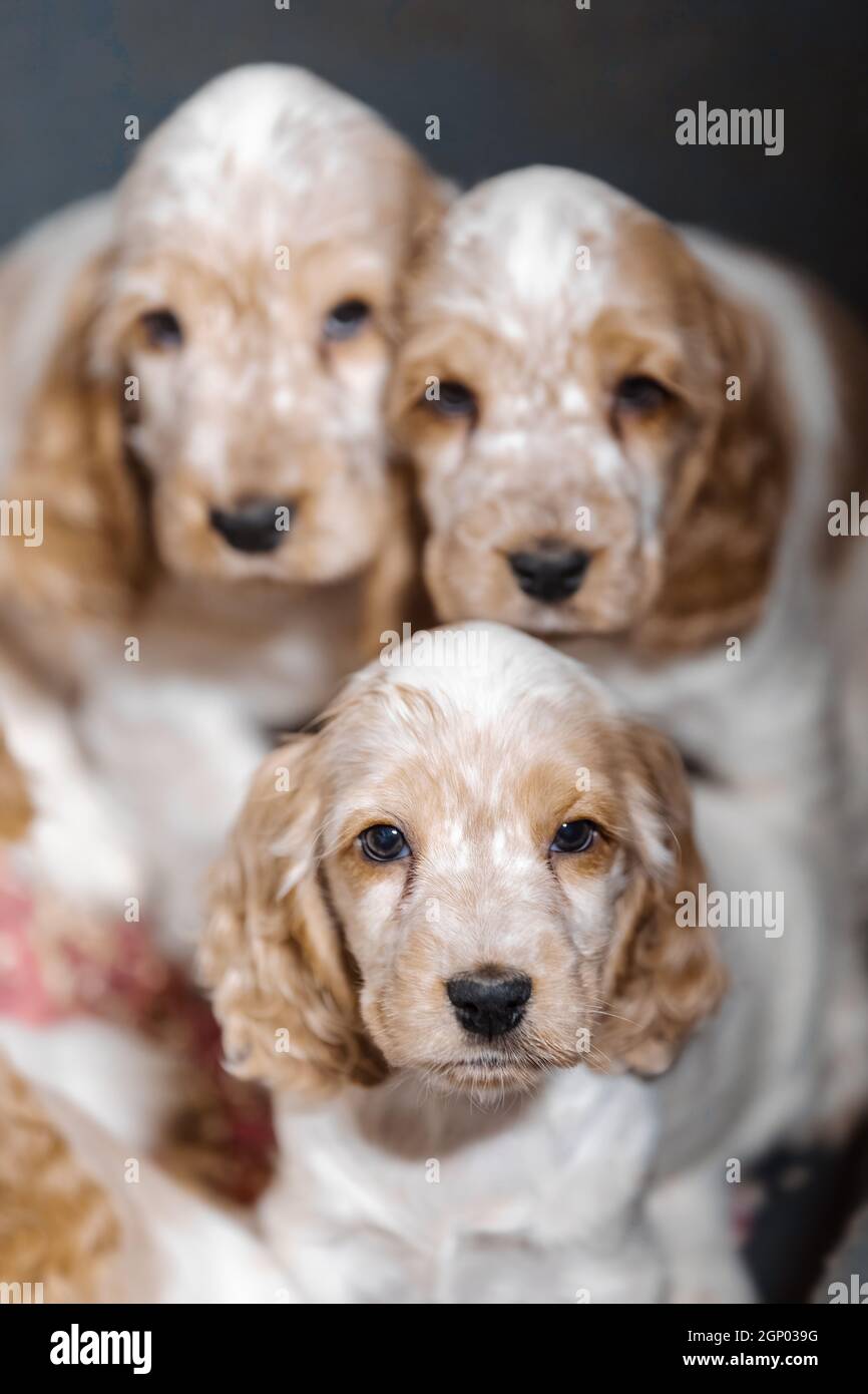 small dog, cute purebred English Cocker Spaniel puppy on breeding ...
