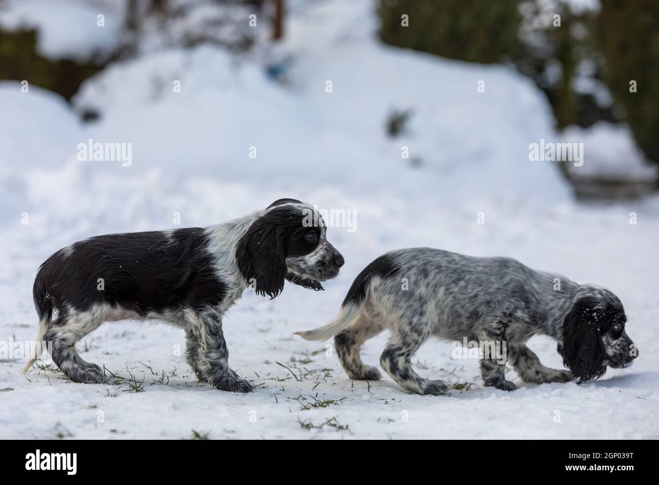 Cute small pure breed dog English Cocker Spaniel, puppy in snowy winter ...