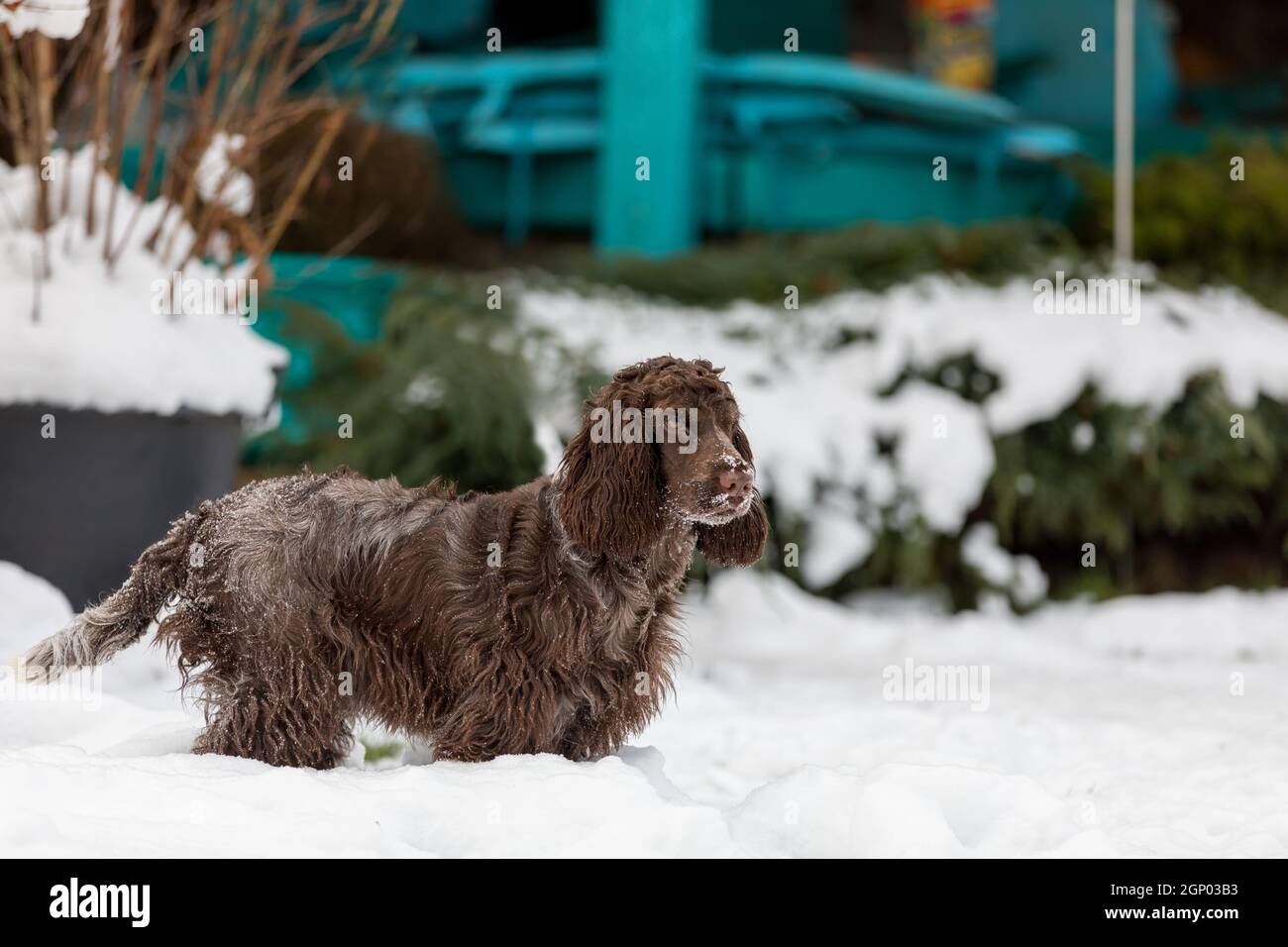 english cocker spaniel dog outdoor in snowy winter garden Stock Photo ...