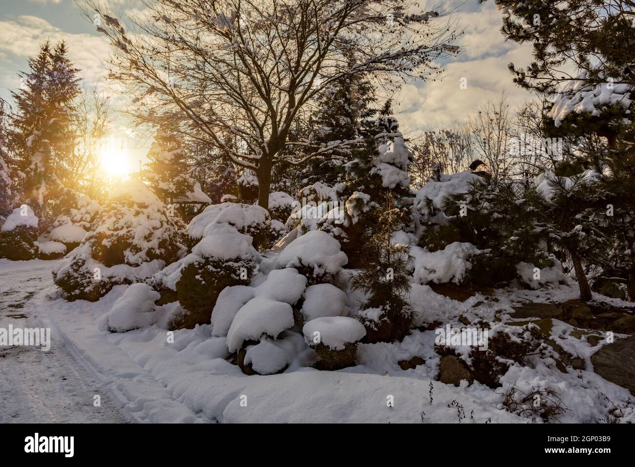 Sunset in beautiful evergreen winter garden with conifers and trees ...
