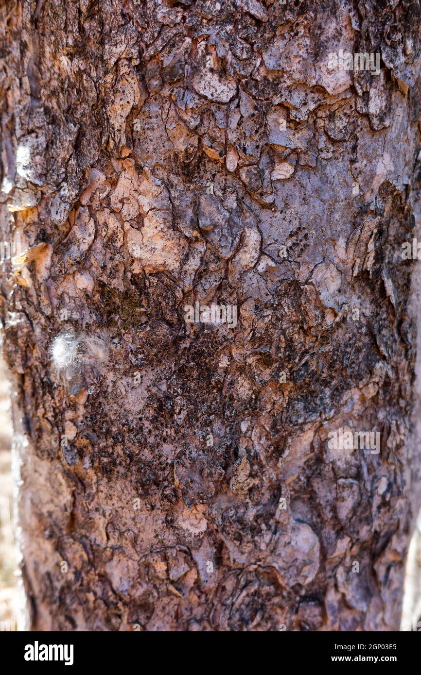 Tree bark in dry rainforest Stock Photo - Alamy