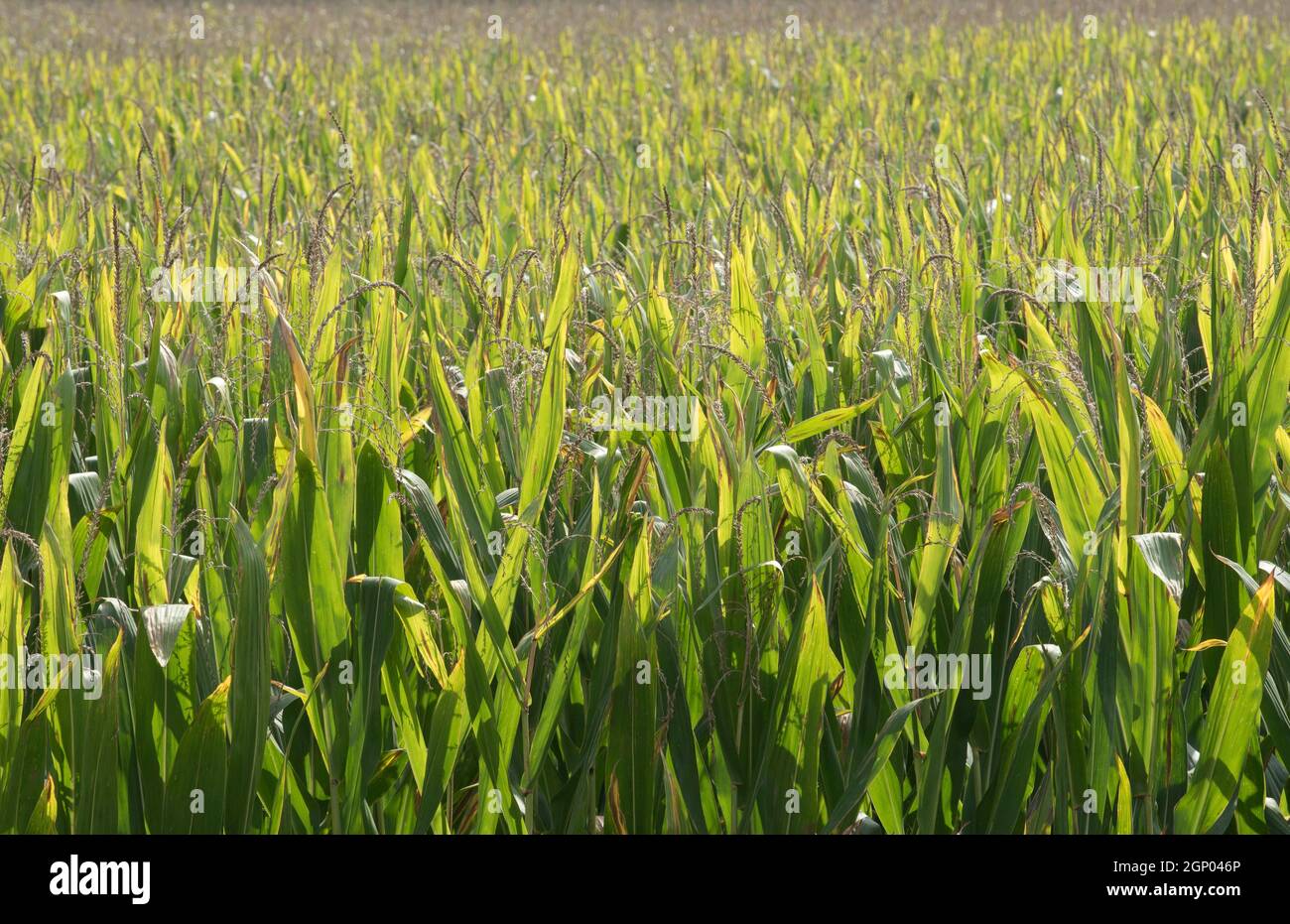 a corn field or maize field in agricultural cultivation and production ...