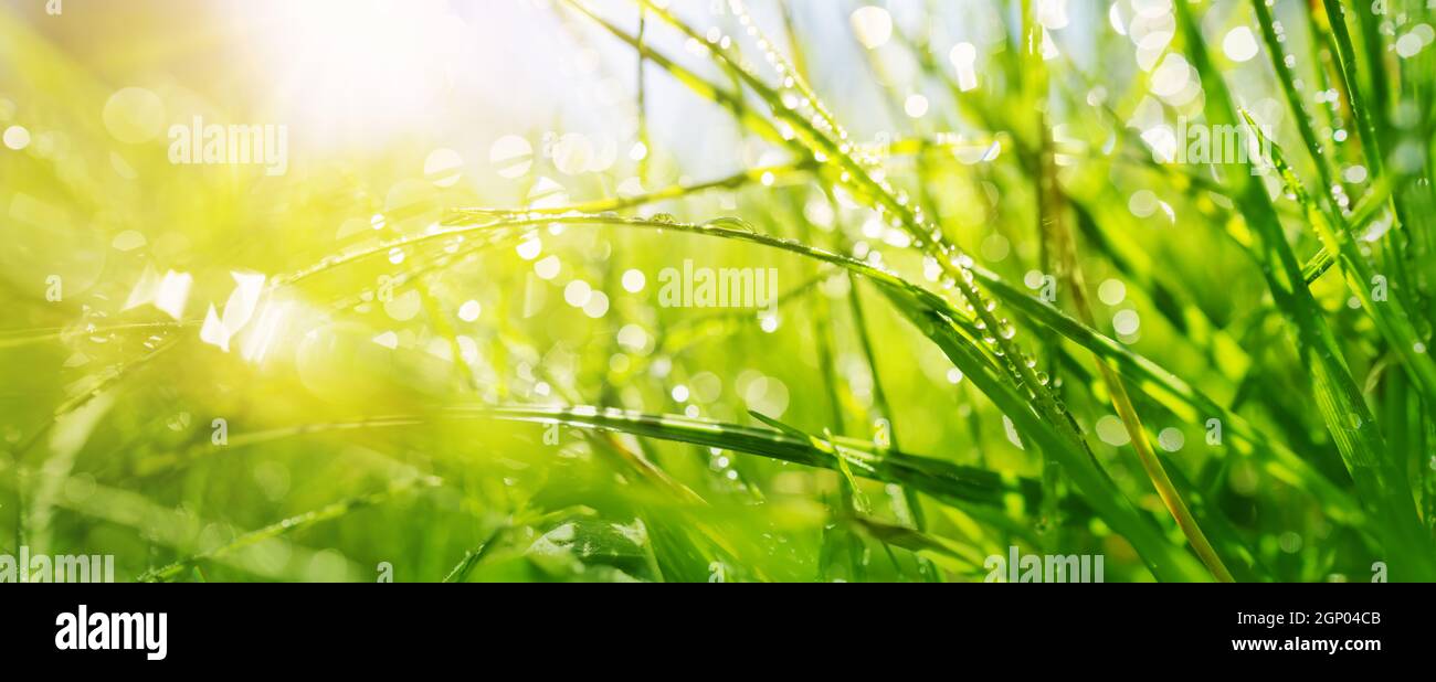 Fresh green grass background in sunny summer day. Lawn in nature ...