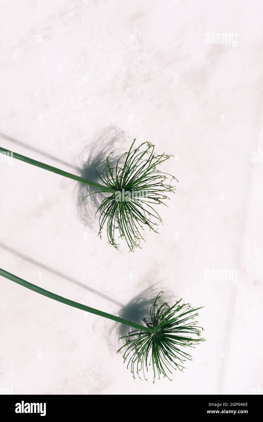 Botanical photography still life hi-res stock photography and images ...