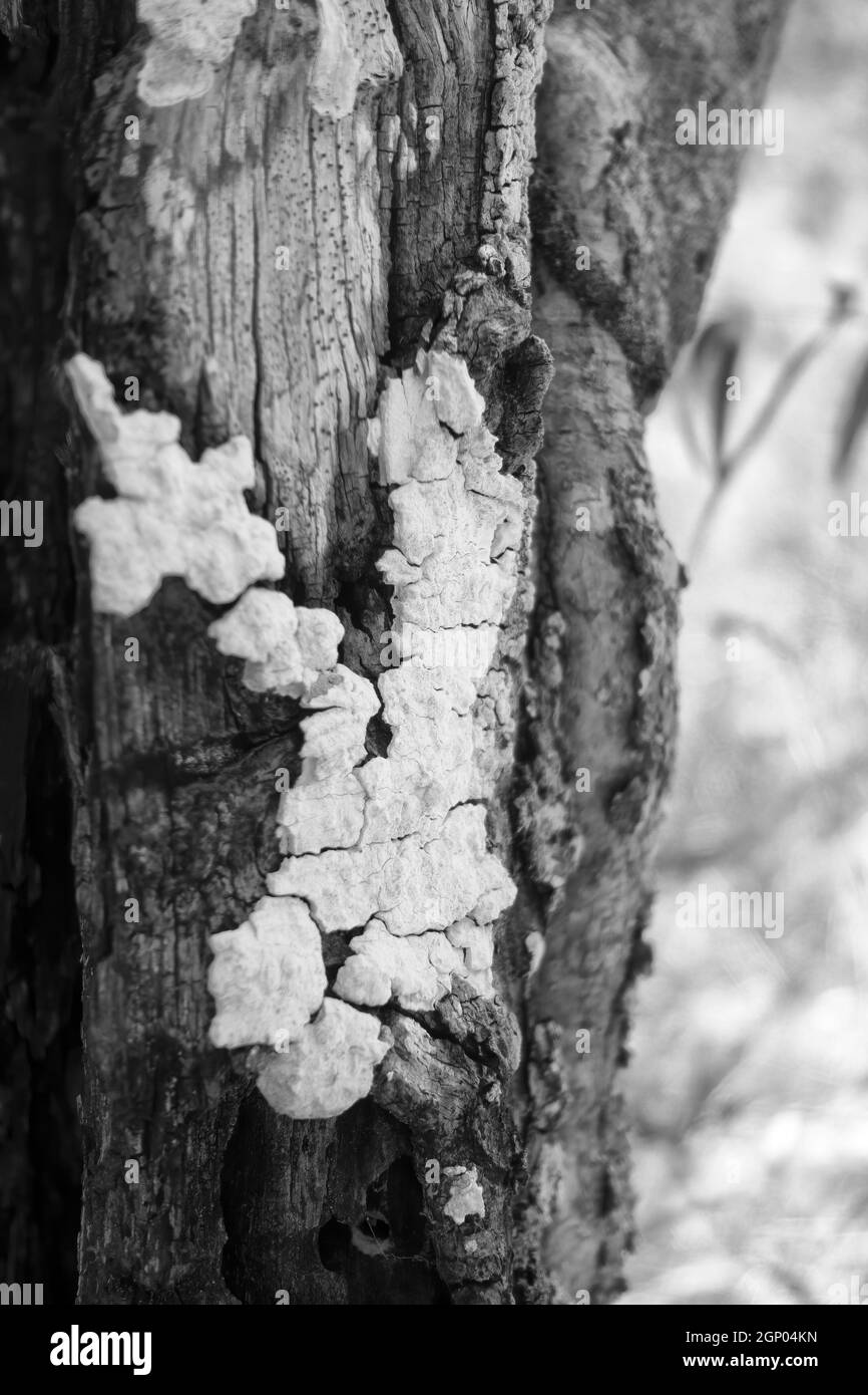 Lichen on tree bark in dry rainforest Stock Photo - Alamy