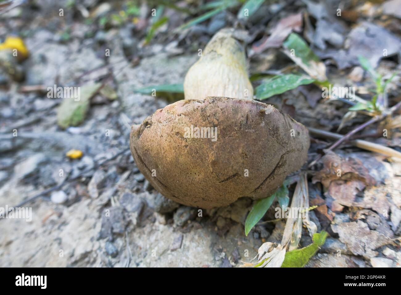 Interesting fungi in Queensland Stock Photo - Alamy