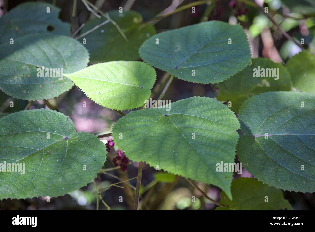 Gympie gympie tree hi-res stock photography and images - Alamy