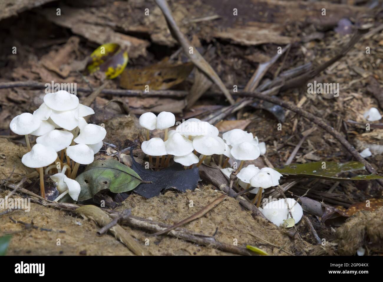 Small white fungi on forest floor Stock Photo - Alamy
