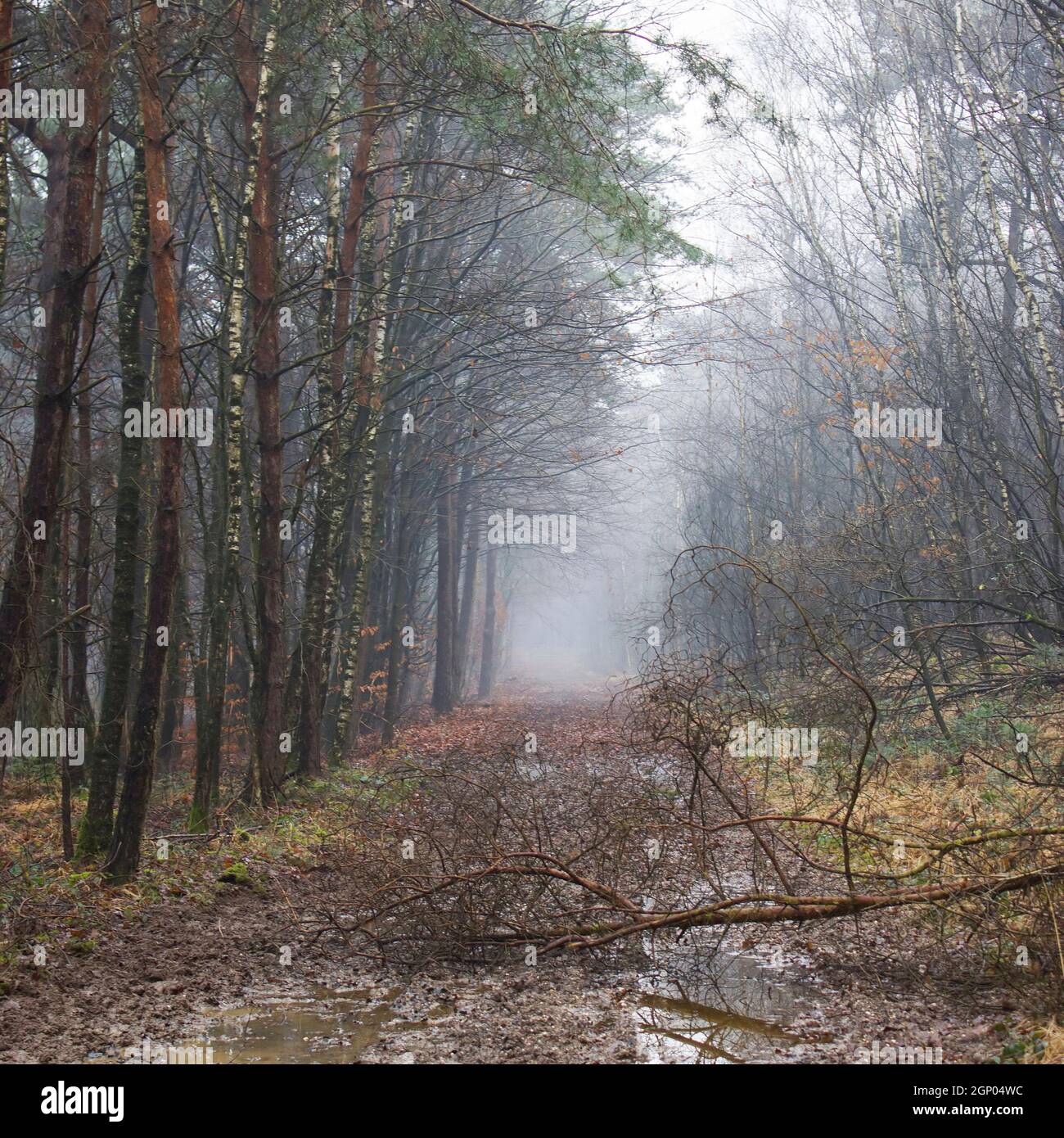 winter nature landscape - foggy forest - Brachter Wald in Germany Stock ...