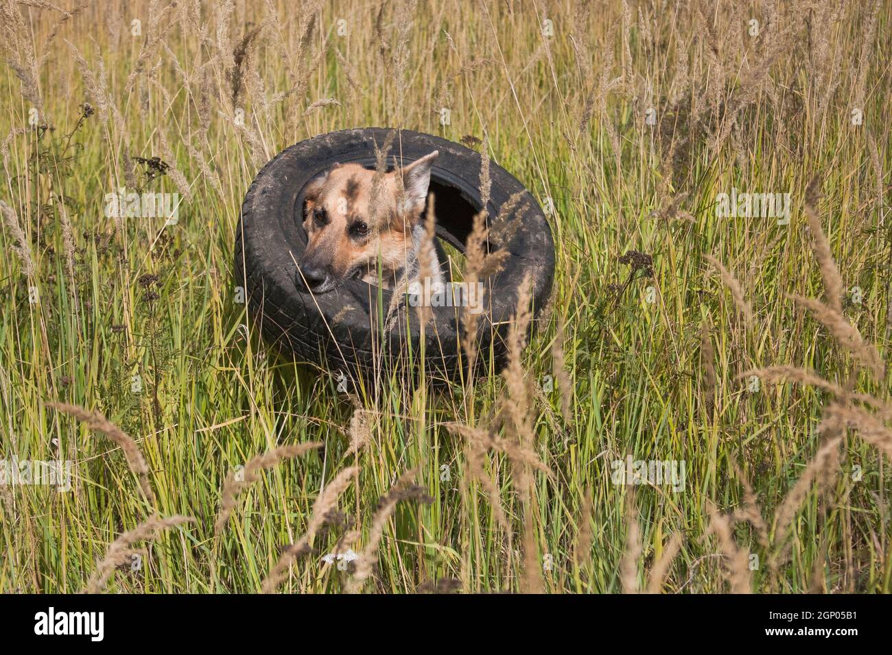 Dog breed German shepherd drags a large car tire in the field with ...