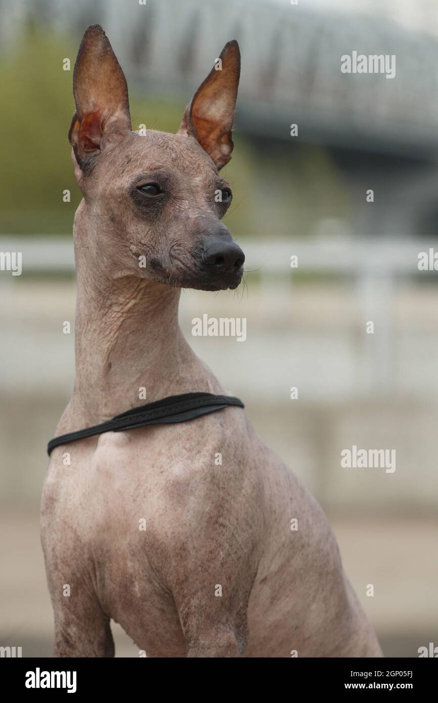 Viringo dog hi-res stock photography and images - Alamy