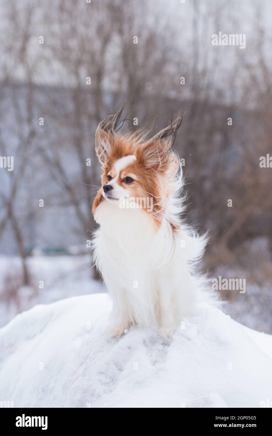 White and red papillon dog in winter outdoors in the wind with magical ...