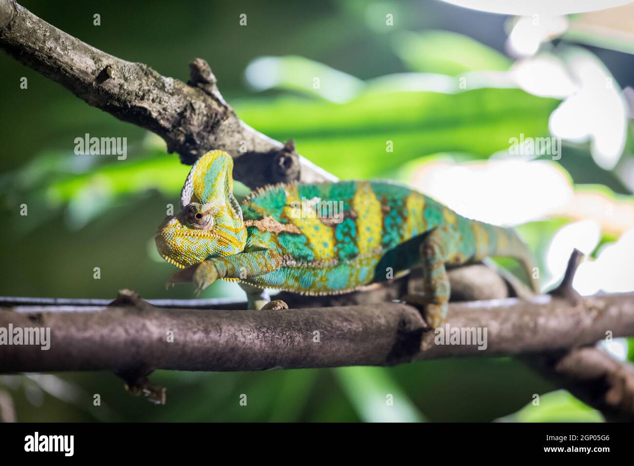 Closeup of a chameleon climbing on a tree branch, zoo Stock Photo - Alamy