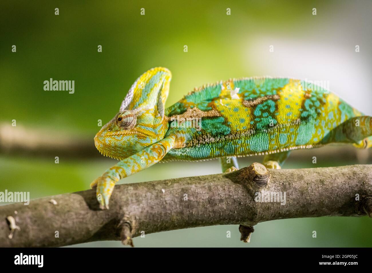 Closeup of a chameleon climbing on a tree branch, zoo Stock Photo - Alamy