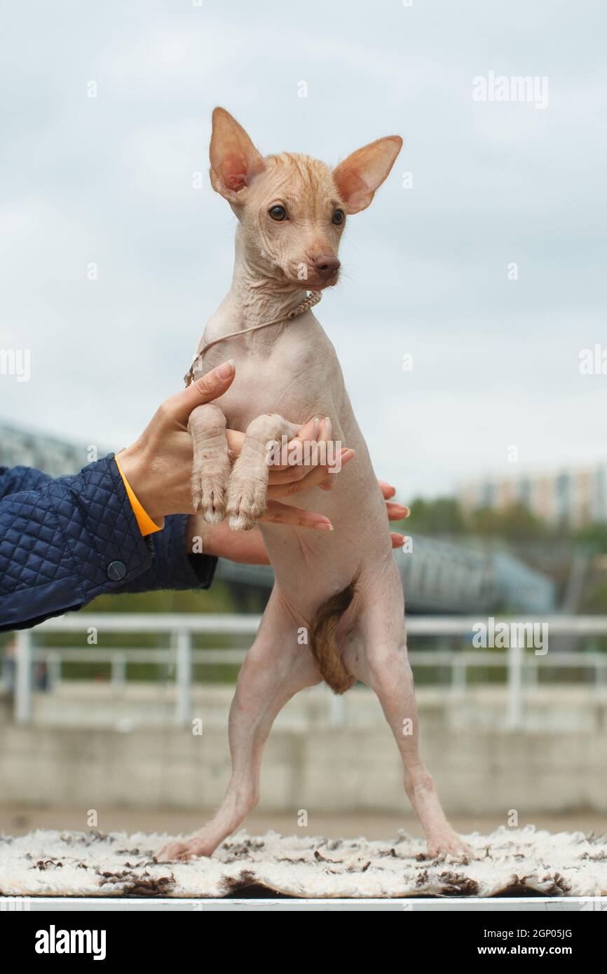 Puppy hairless beige dog breed Peruvian Hairless Dog (Inca Peruvian ...
